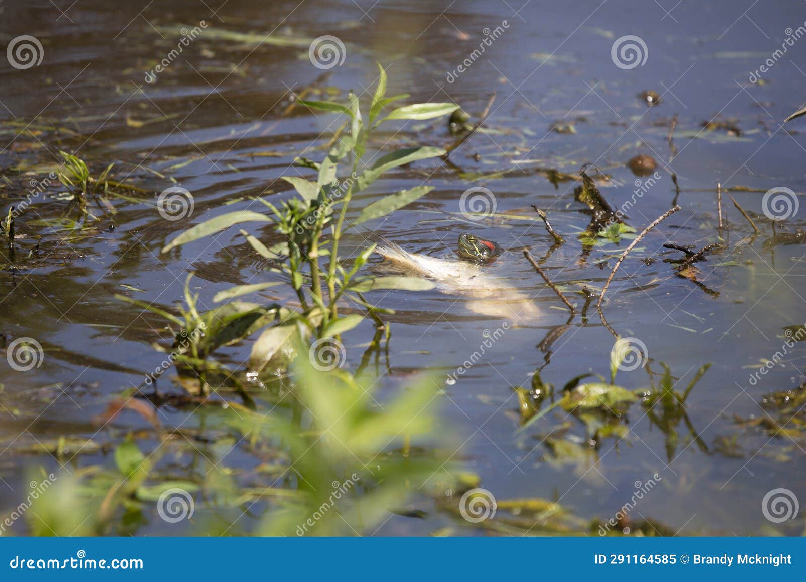 Red-Eared Slider and Eastern Mud Turtle Stock Image - Image of dead ...