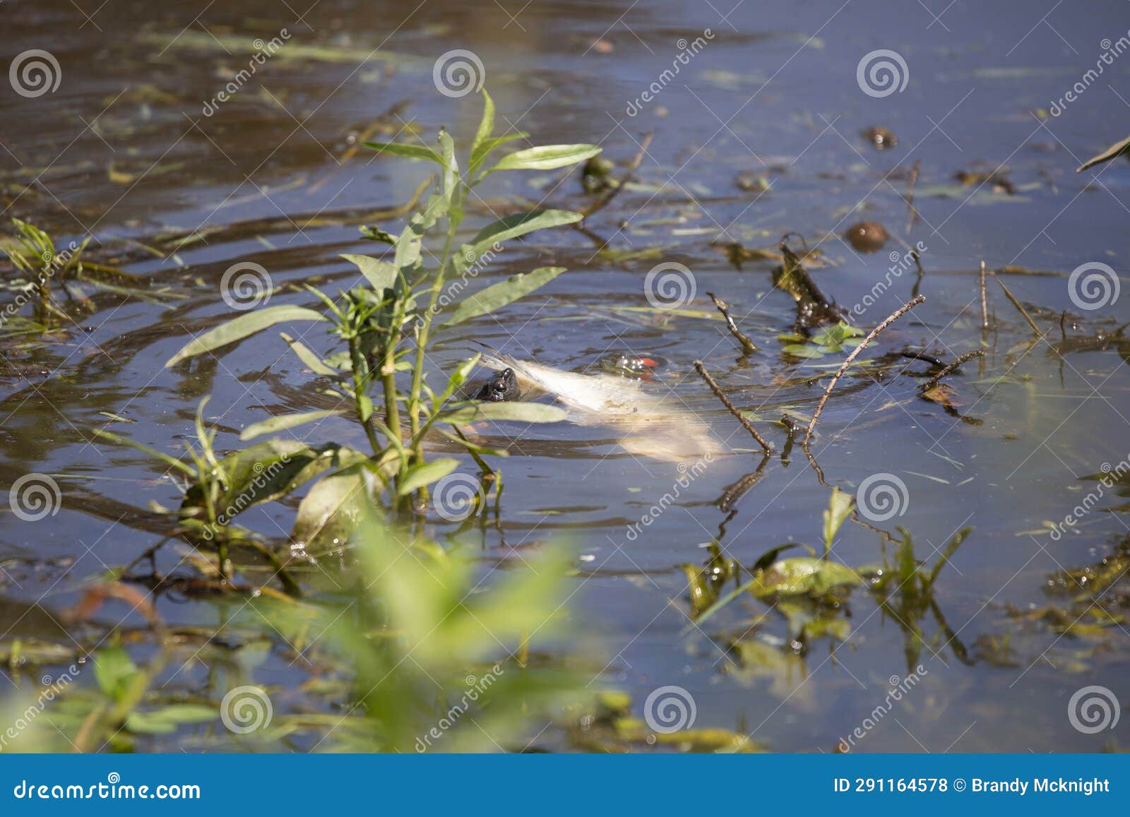 Red-Eared Slider and Eastern Mud Turtle Stock Photo - Image of feeding ...