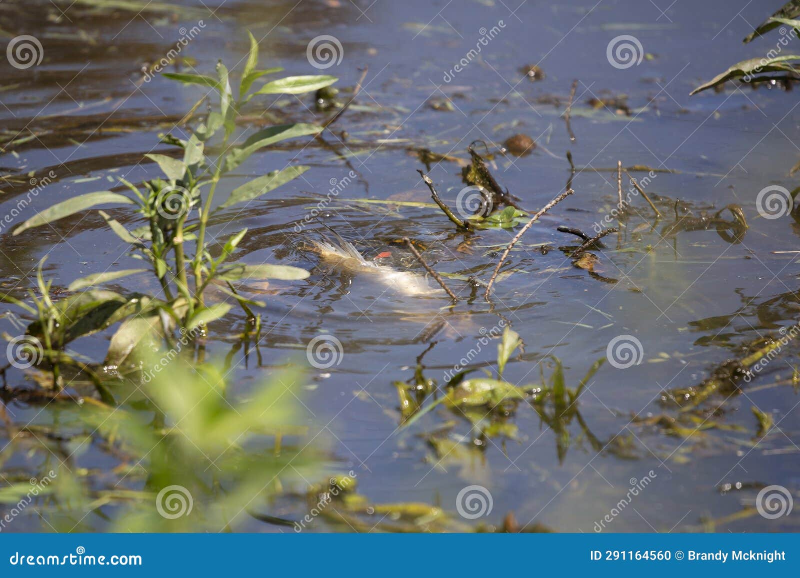 Red-Eared Slider and Eastern Mud Turtle Stock Photo - Image of feeding ...