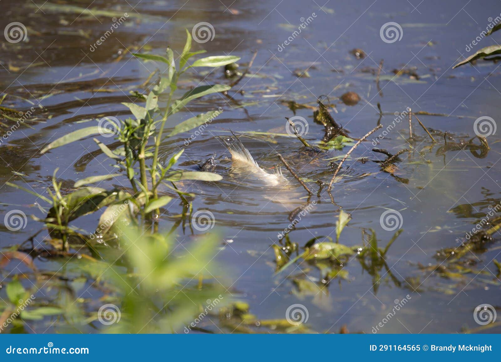 Red-Eared Slider and Eastern Mud Turtle Stock Image - Image of outdoors ...