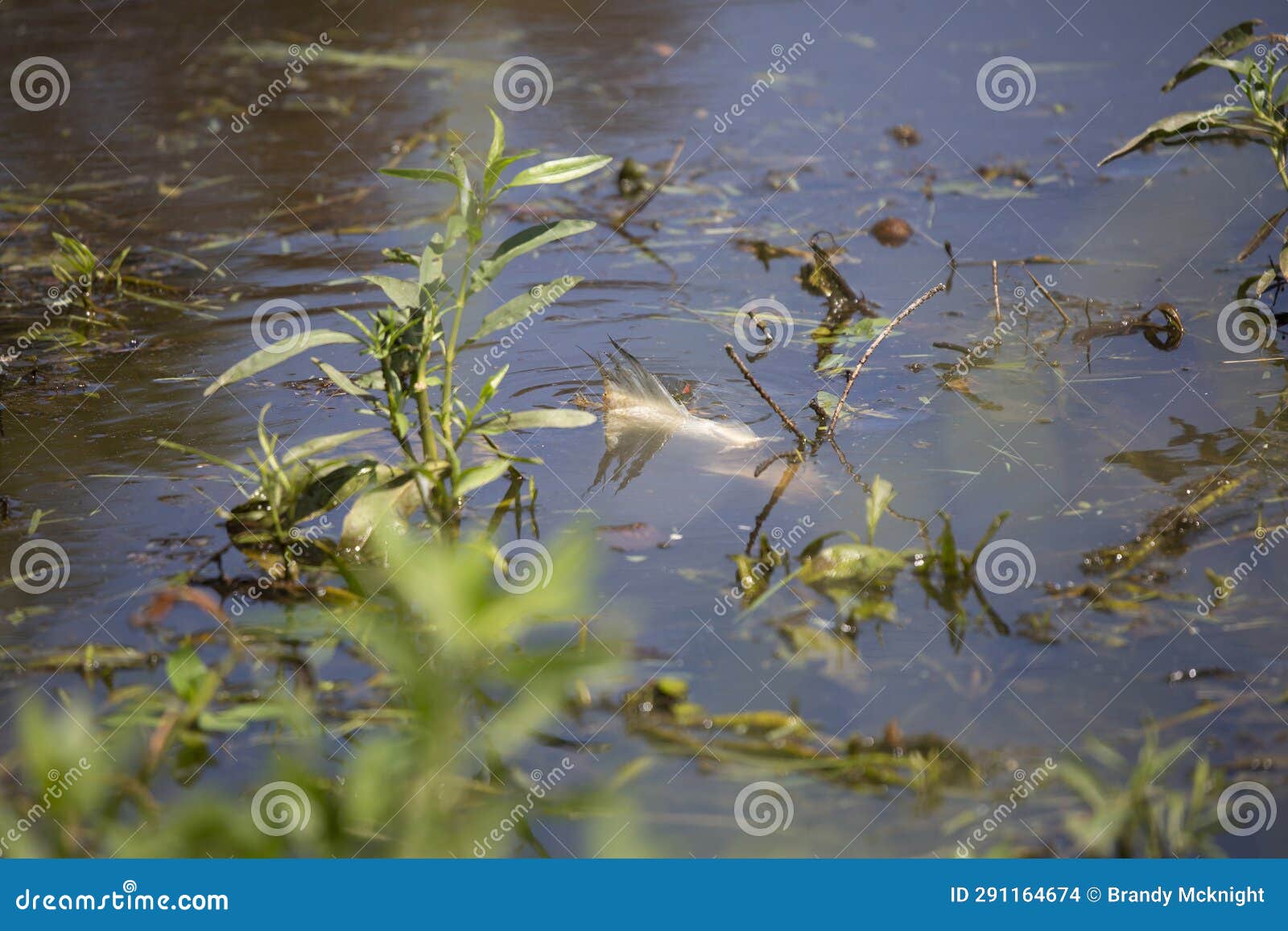 Red-Eared Slider and Fish stock photo. Image of living - 291164674