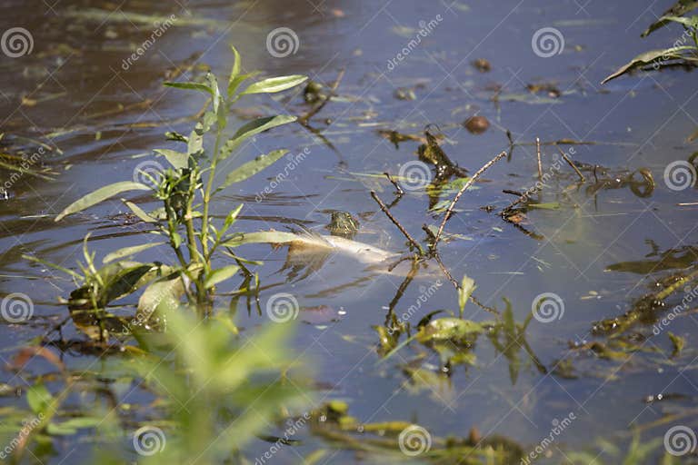 Red-Eared Slider and Fish stock image. Image of herpetology - 291164673