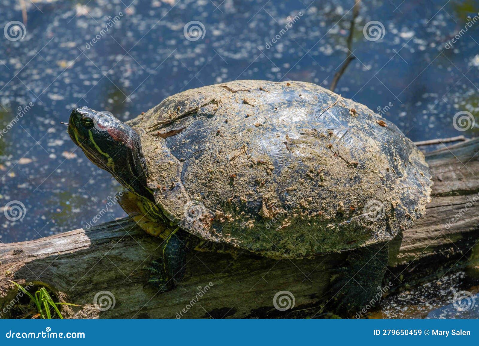 Red Eared Slider Injured Turtle with Muddy Shell Log in a Pond Closeup ...