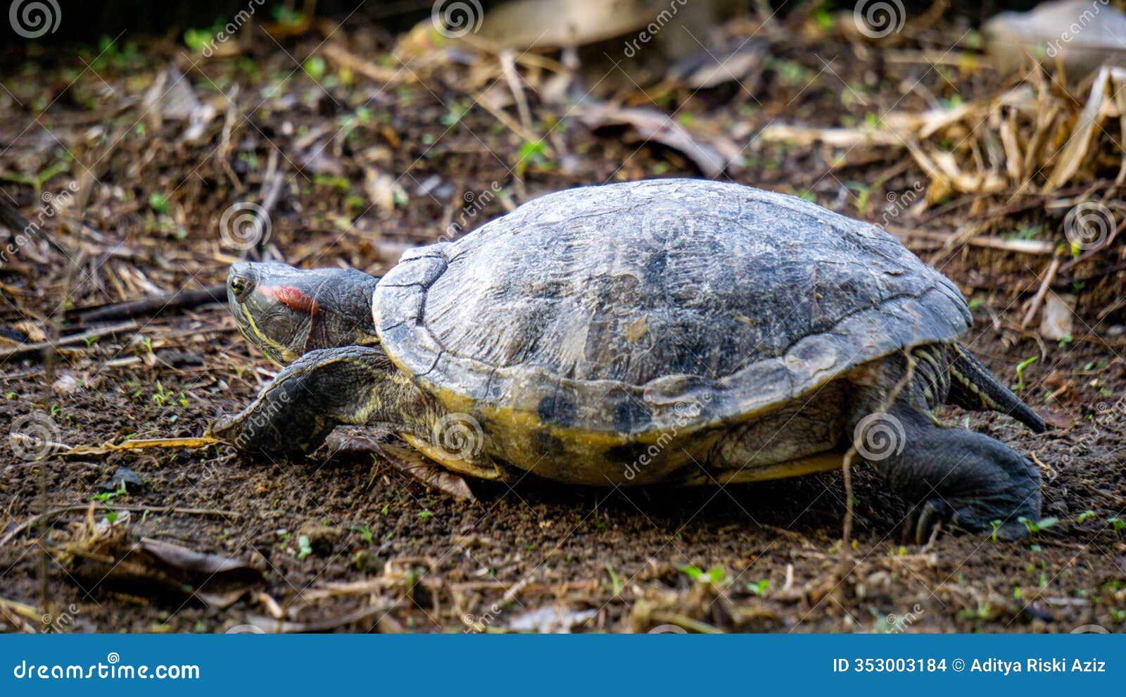 Trachemys Scripta Elegans Red-eared Slider, Red-eared Terrapin, Water ...