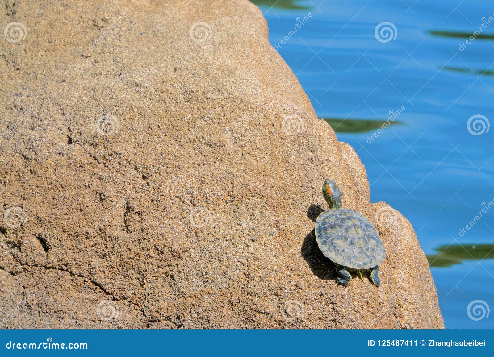 Red-Eared Slider stock image. Image of tortoises, turtles - 125487411