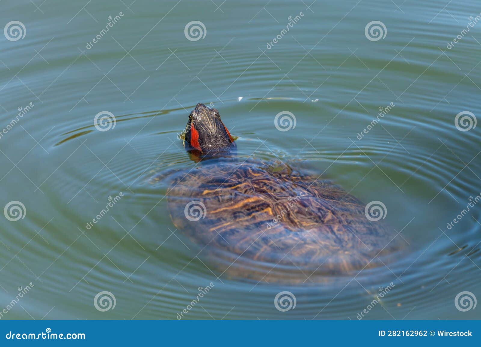 Red-eared Slider Swimming in a Tranquil Body of Water. Stock Photo ...