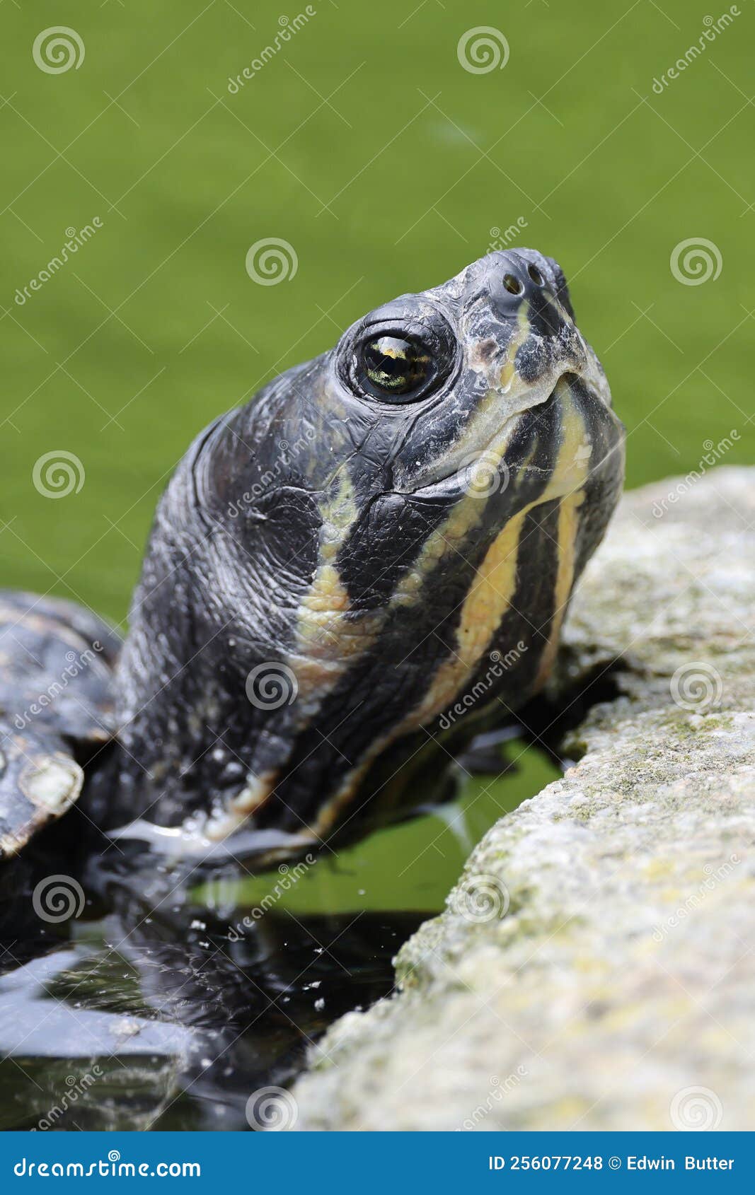 The Red-eared Slider or Red-eared Terrapin Stock Photo - Image of ...