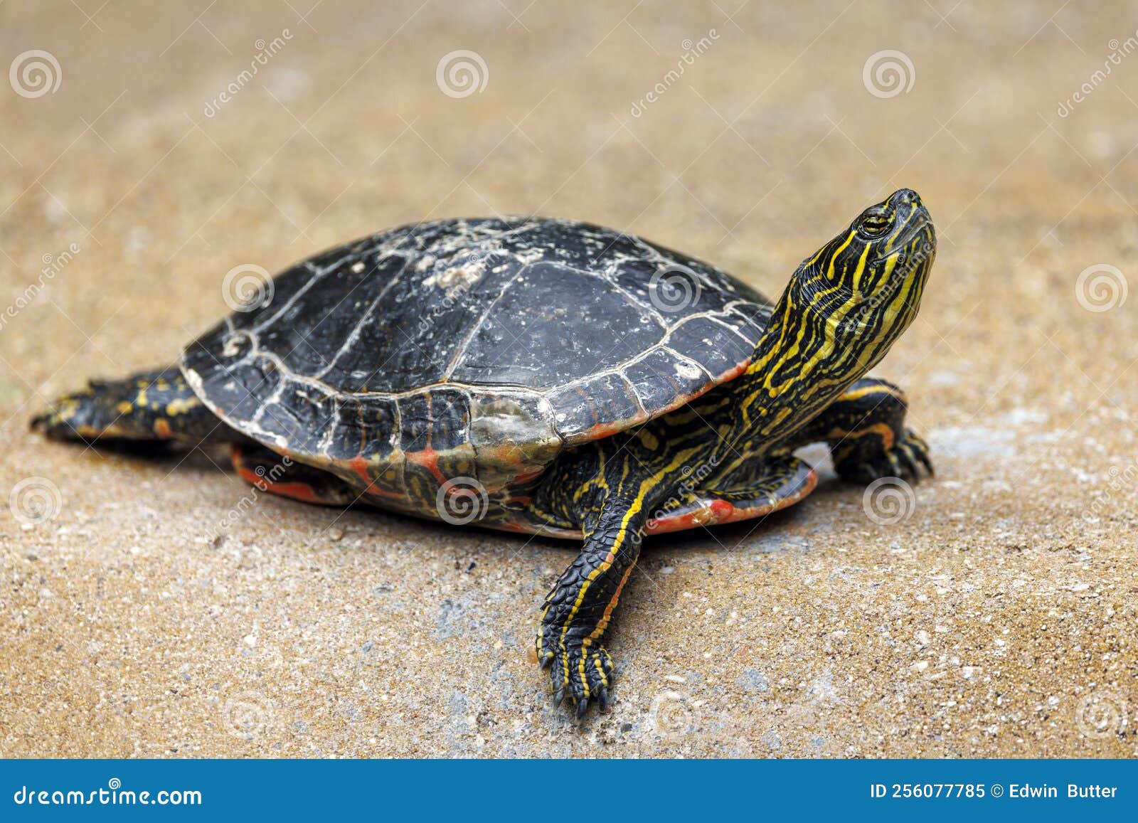The Red-eared Slider or Red-eared Terrapin Stock Image - Image of ...