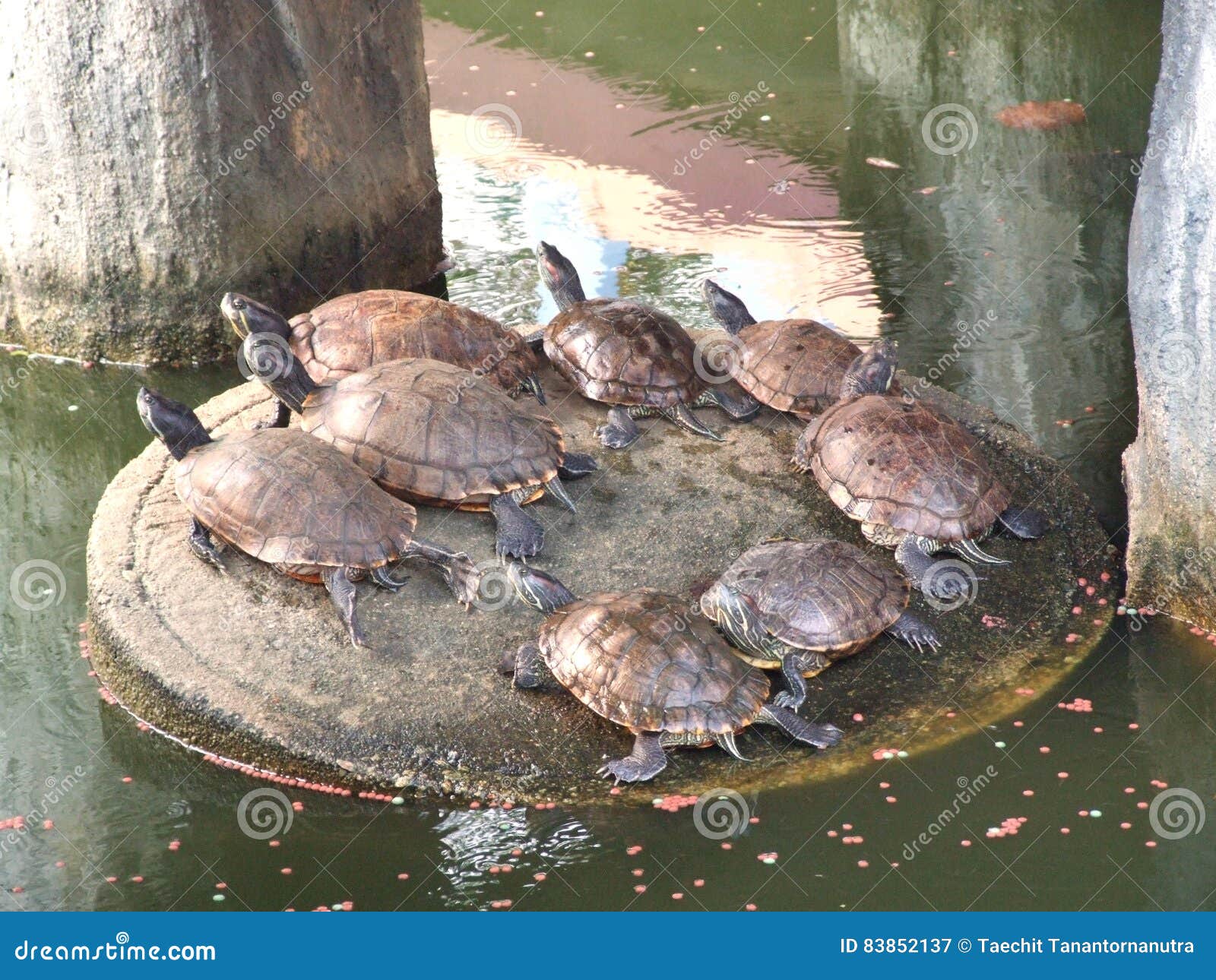 Red-eared slider tortoise stock image. Image of outdoor - 83852137