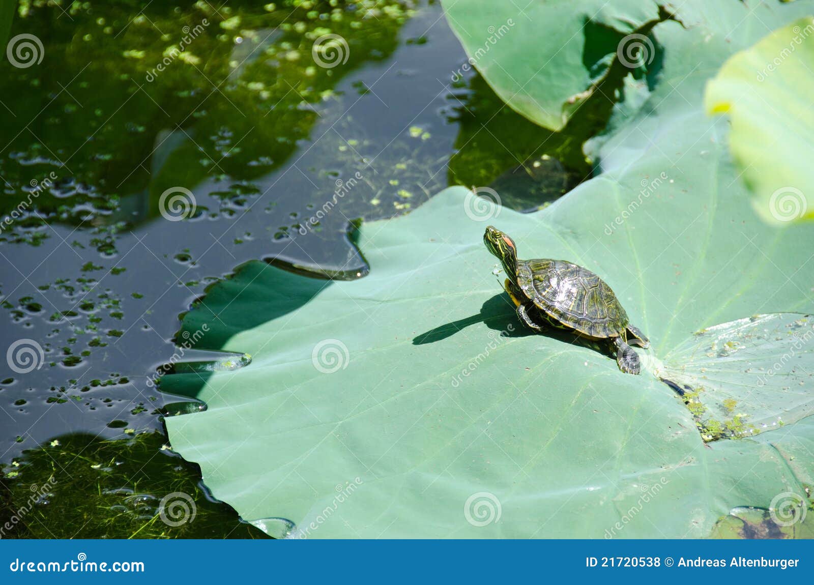 Red-eared Slider, Trachemys Scripta Elegans Stock Photo - Image of semi ...