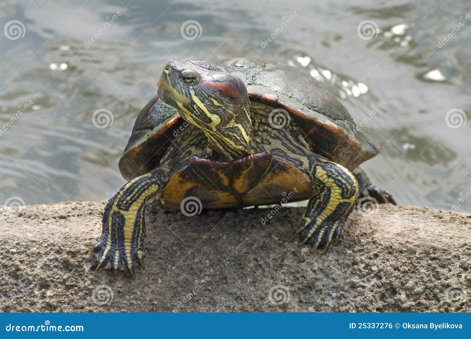 Red-eared Slider (Trachemys Scripta Elegans) Stock Photo - Image of ...