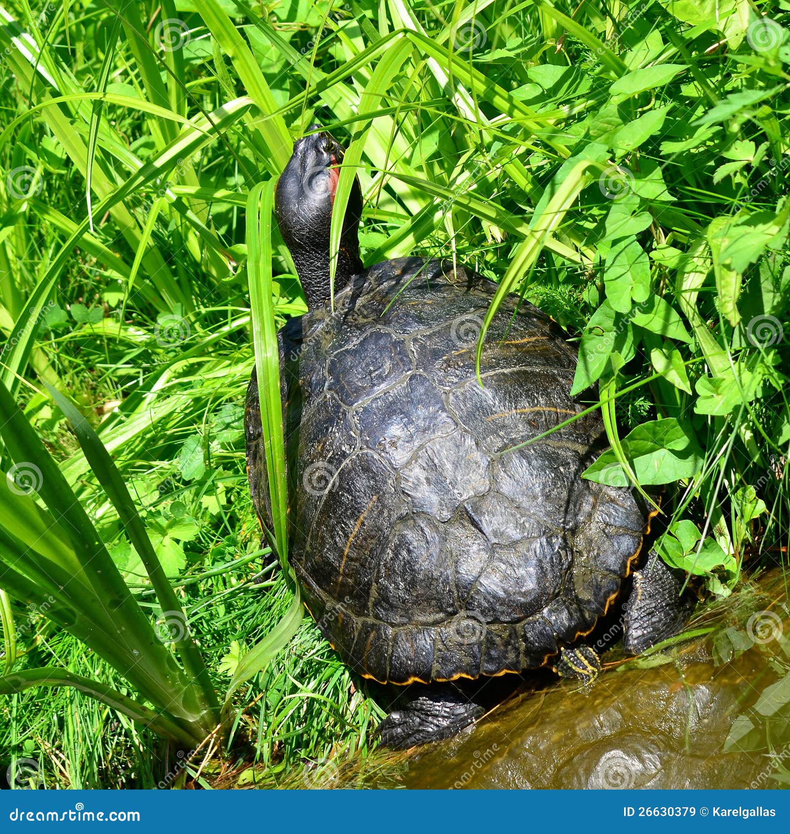 Red-eared Slider (Trachemys Scripta Elegans) Stock Image - Image of ...