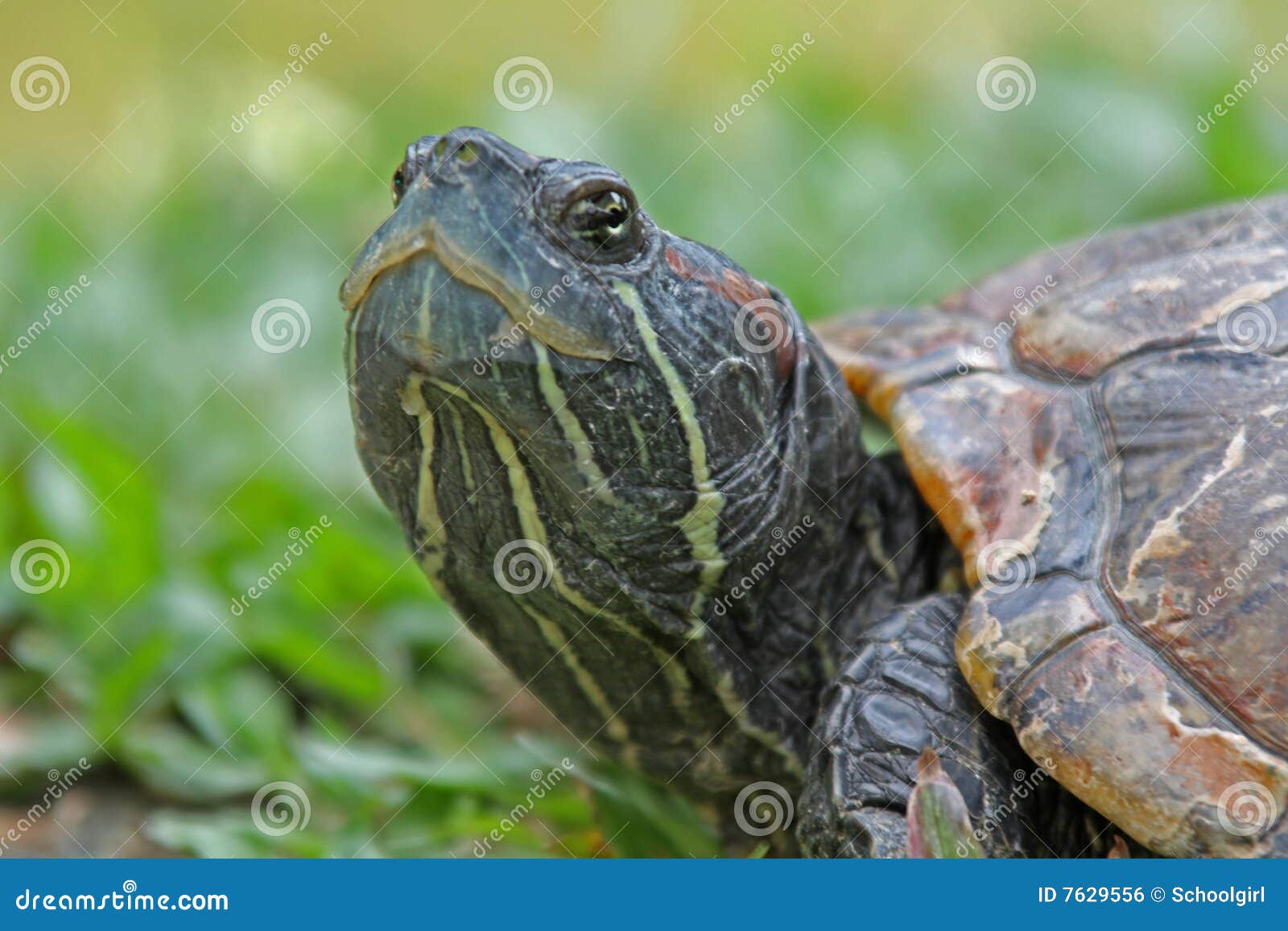 Red-Eared Slider (Trachemys Scripta Elegans) Stock Photo - Image of ...