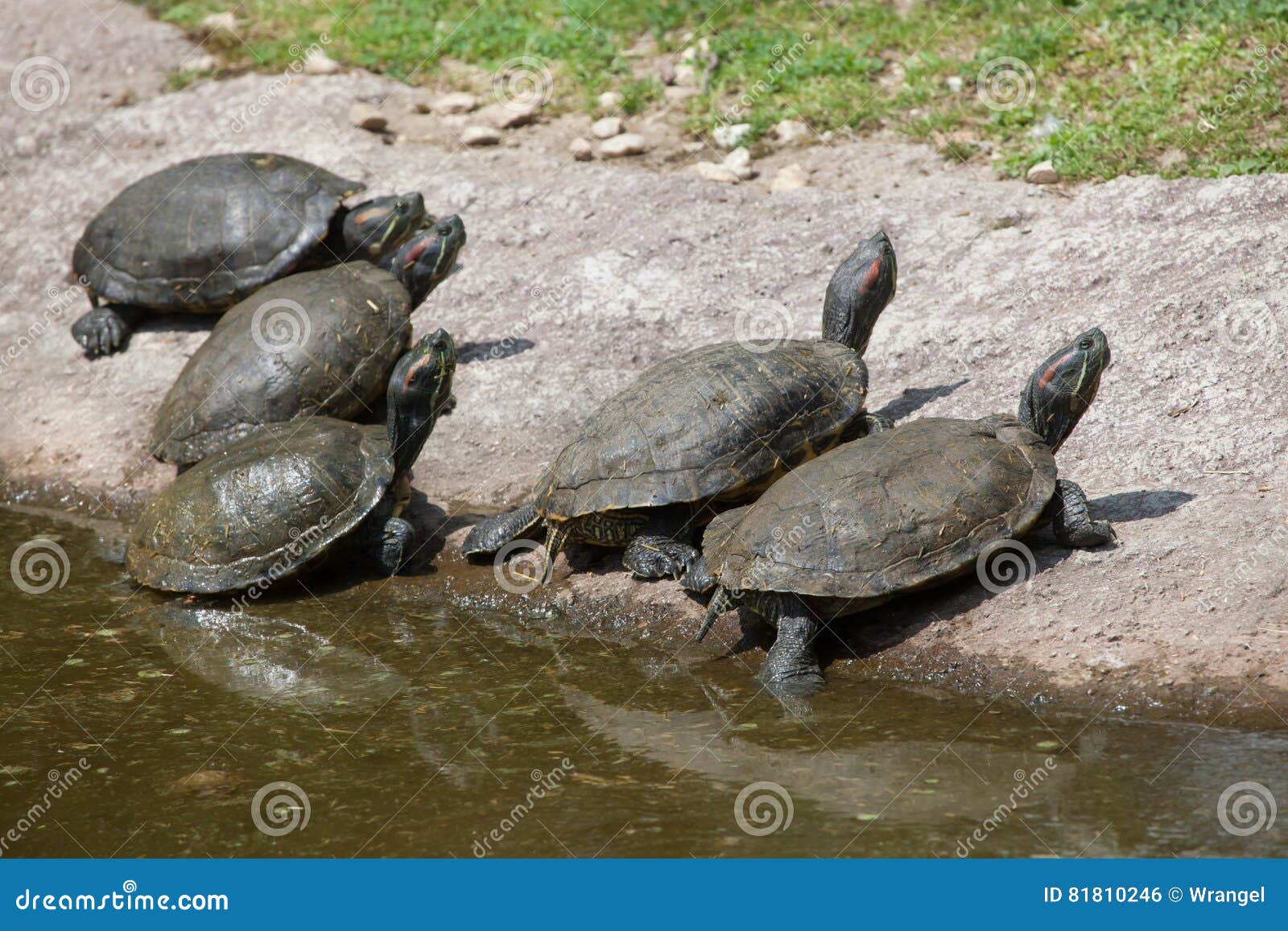 Red-eared Slider Trachemys Scripta Elegans Stock Photo - Image of ...