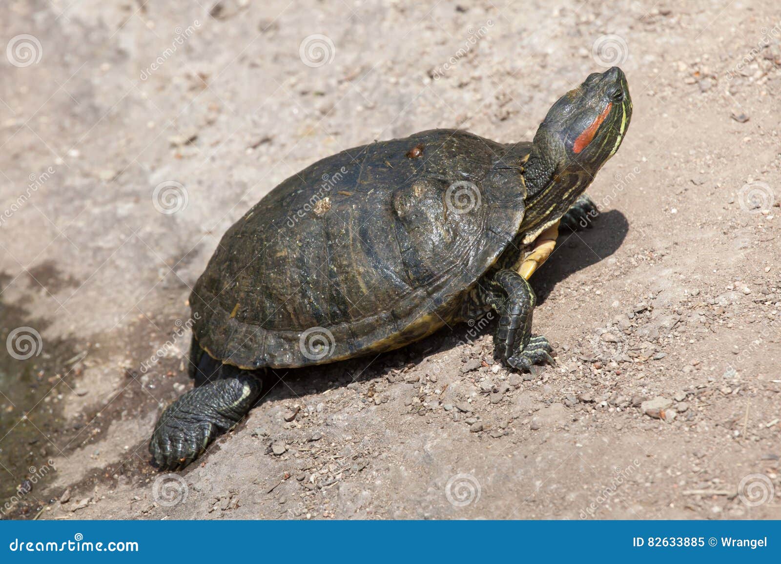 Red-eared Slider Trachemys Scripta Elegans Stock Image - Image of ...