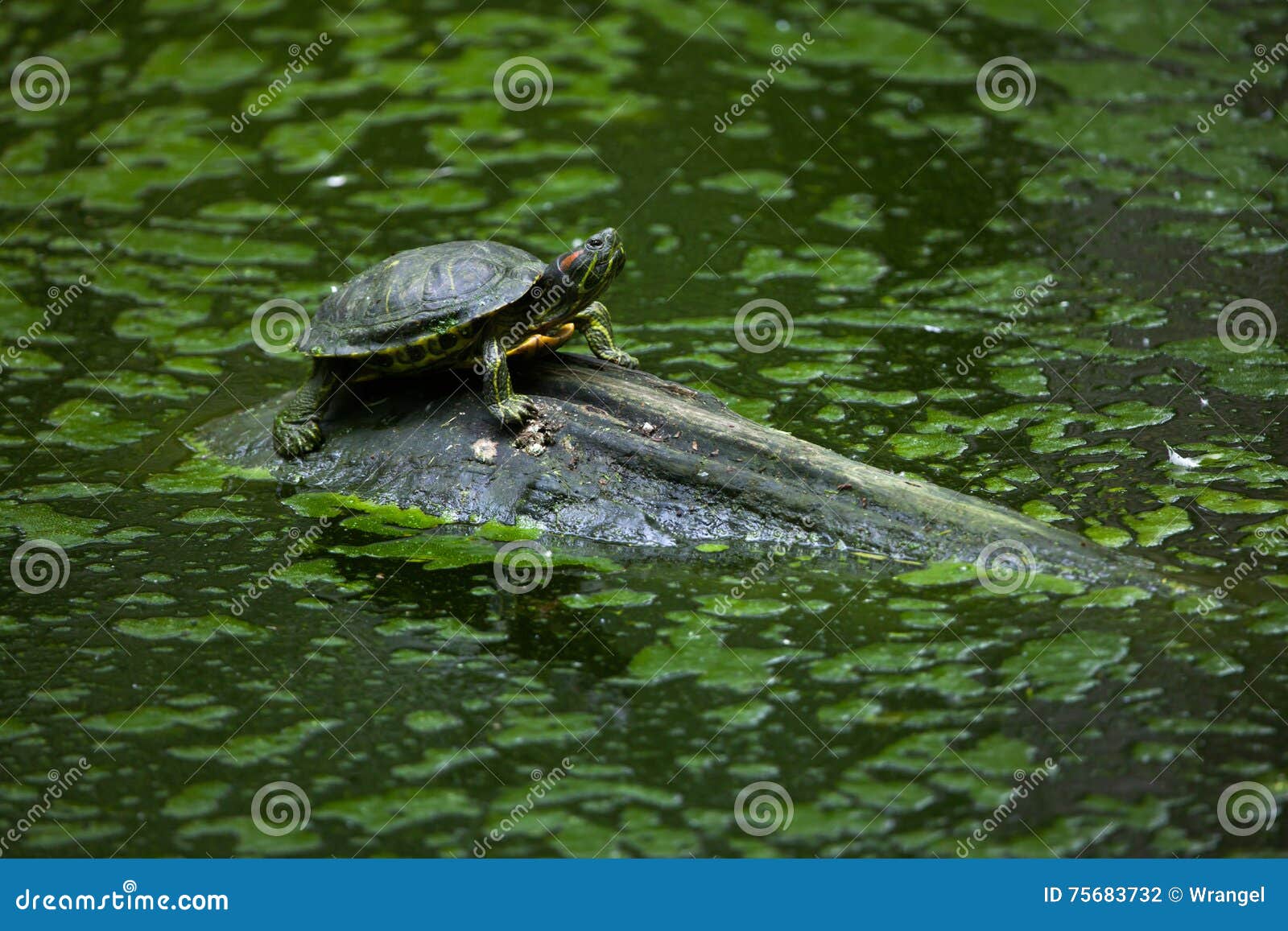 Red-eared Slider (Trachemys Scripta Elegans). Stock Photo - Image of ...