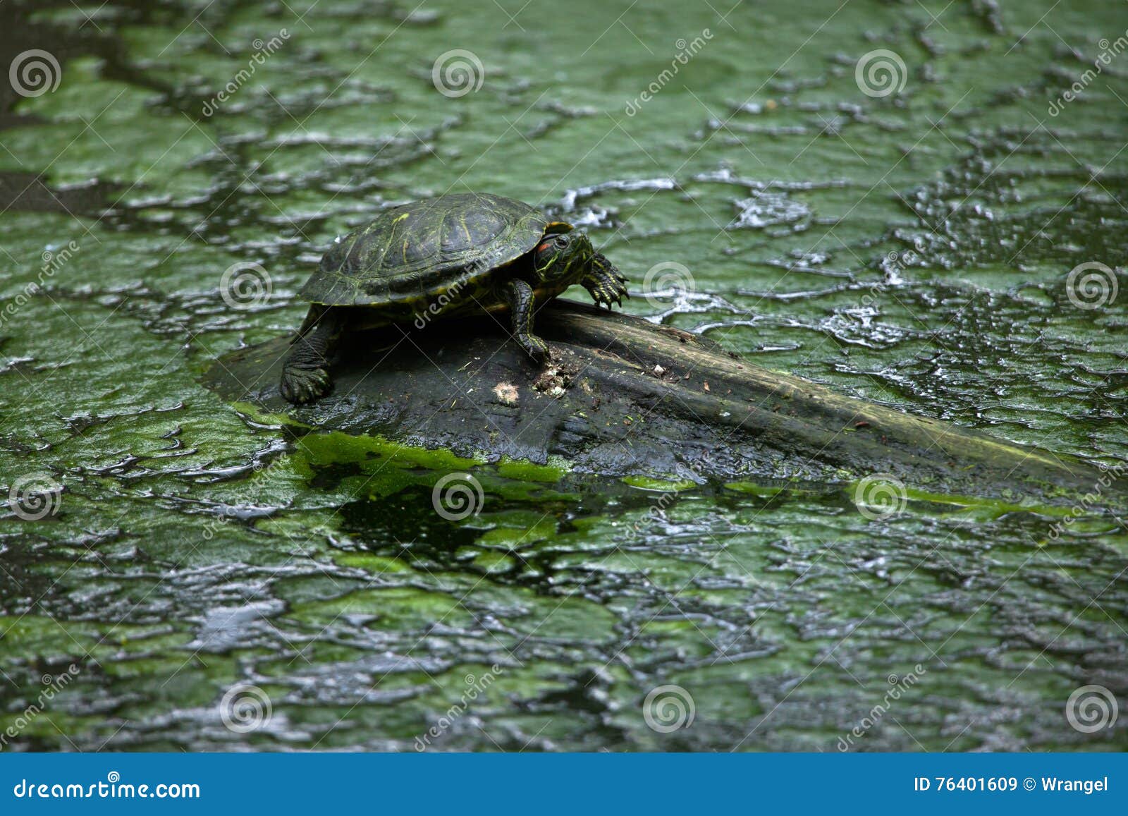 Red-eared Slider (Trachemys Scripta Elegans). Stock Image - Image of ...