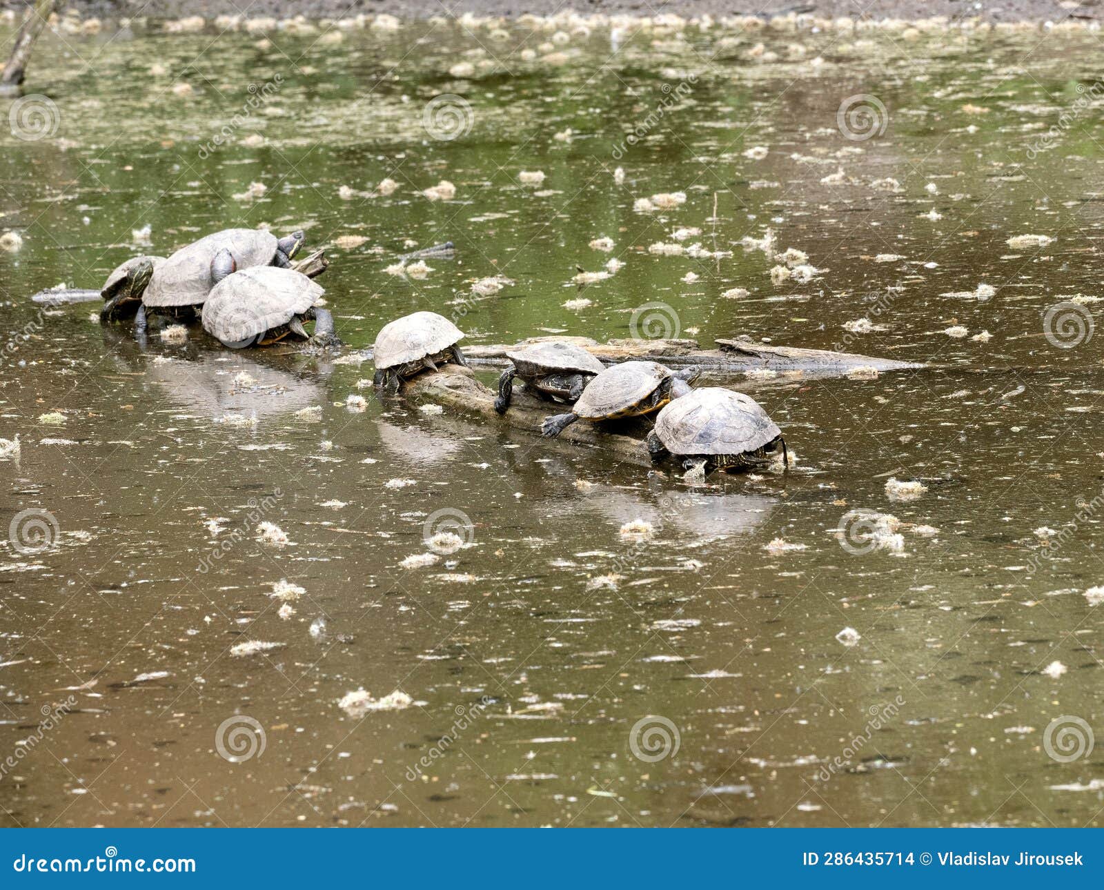 One Red-eared Slider, Trachemys Scripta Elegans, Basking on a Log Lying ...