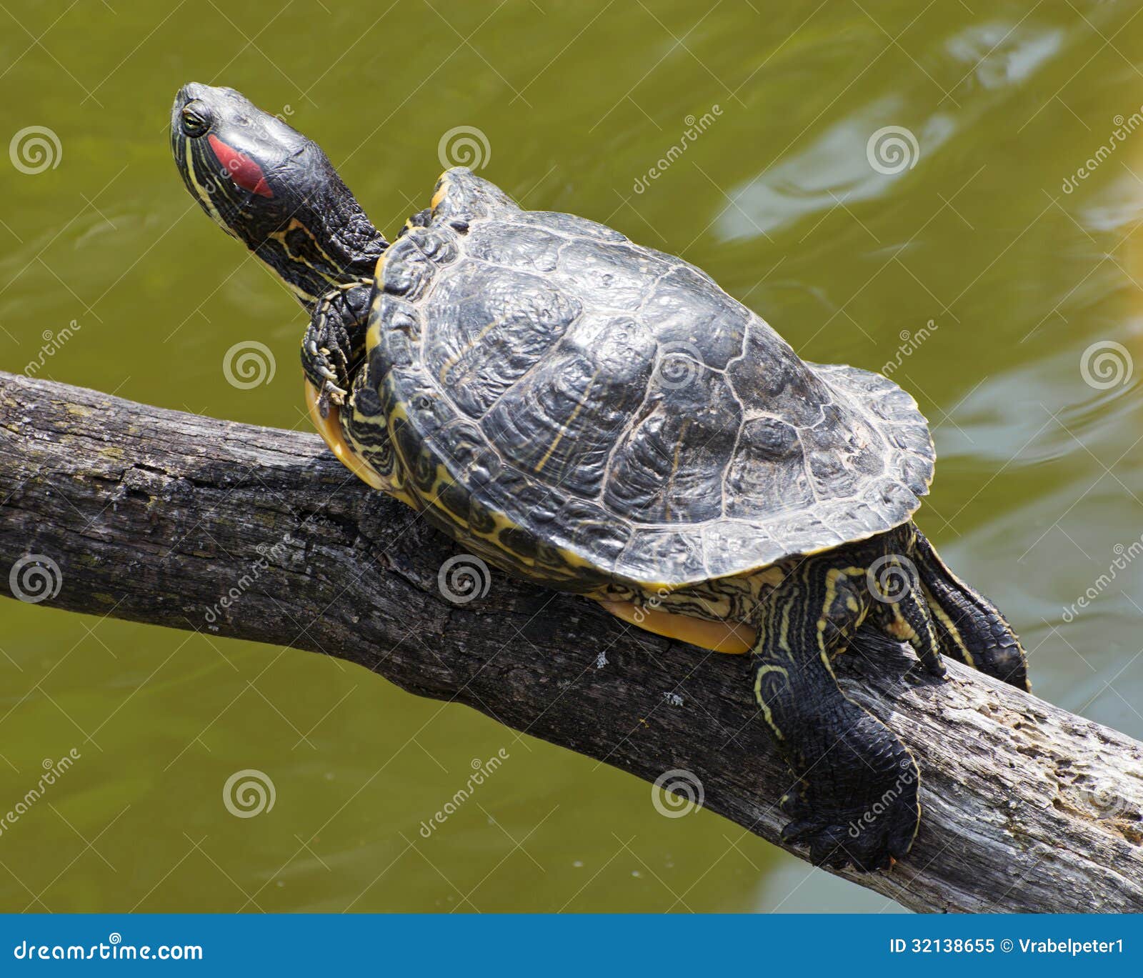 Red-eared Slider (Trachemys Scripta Elegans) Stock Image - Image of ...