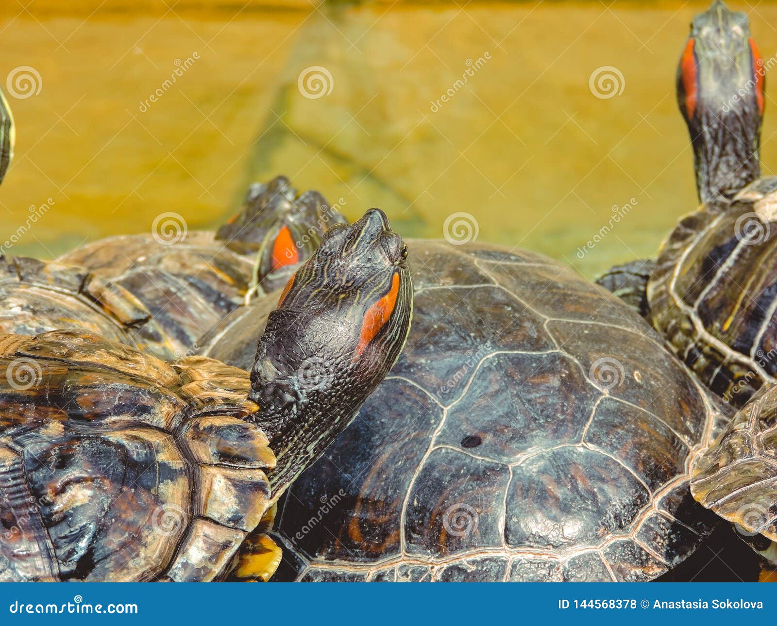 Red-eared Slider Trachemys Scripta Elegans Common Slider Turtle Wild ...