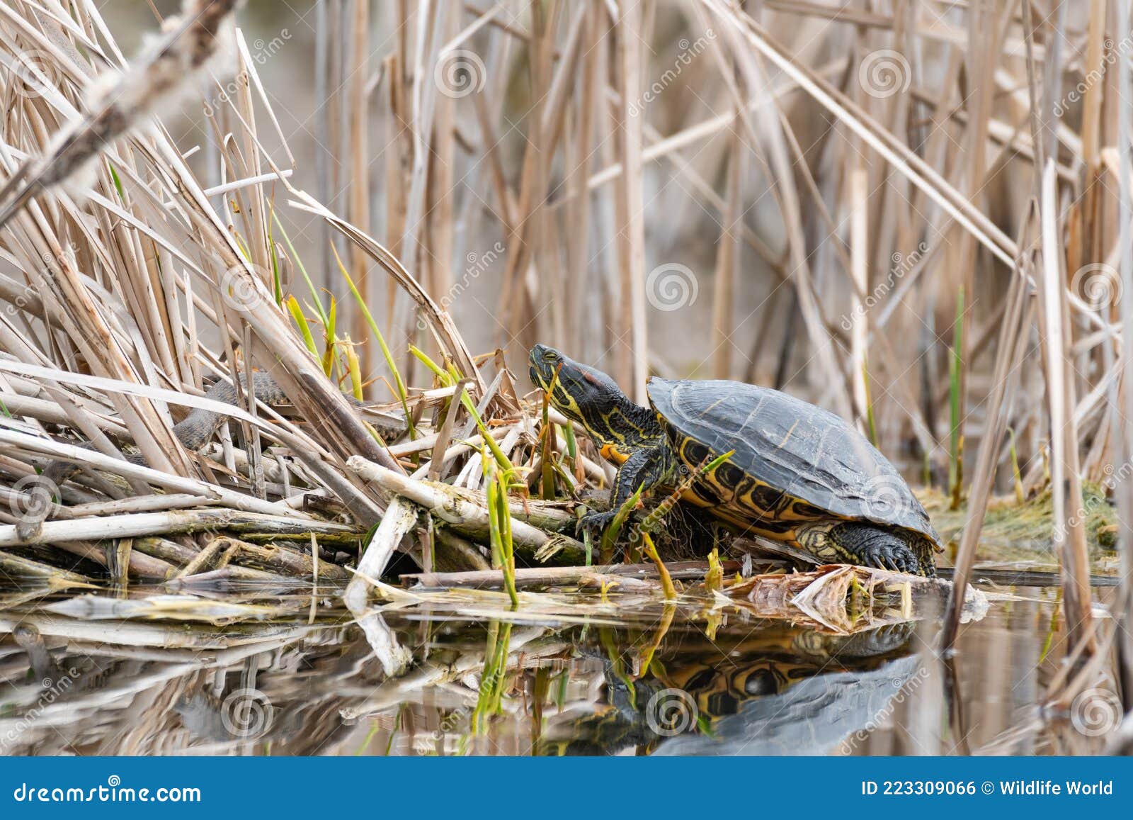 Red-Eared Slider Trachemys Scripta Elegans in the Habitat Stock Photo ...