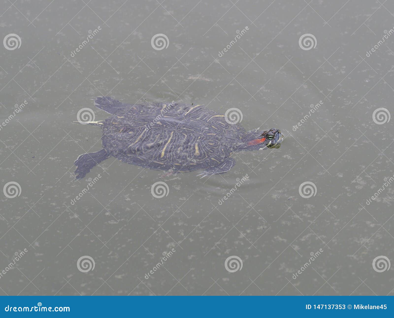 Red-eared Slider, Trachemys Scripta Elegans Stock Image - Image of ...