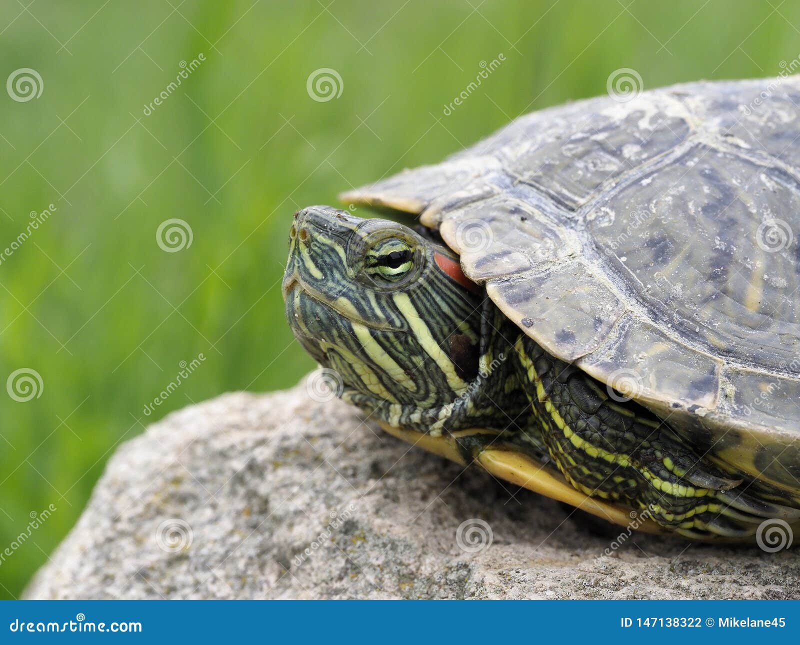 Red-eared Slider, Trachemys Scripta Elegans Stock Photo - Image of ...