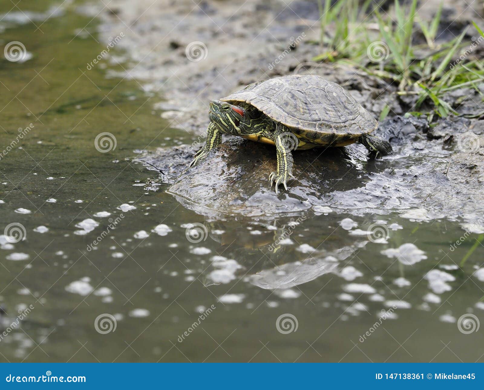 Red-eared Slider, Trachemys Scripta Elegans Stock Image - Image of ...