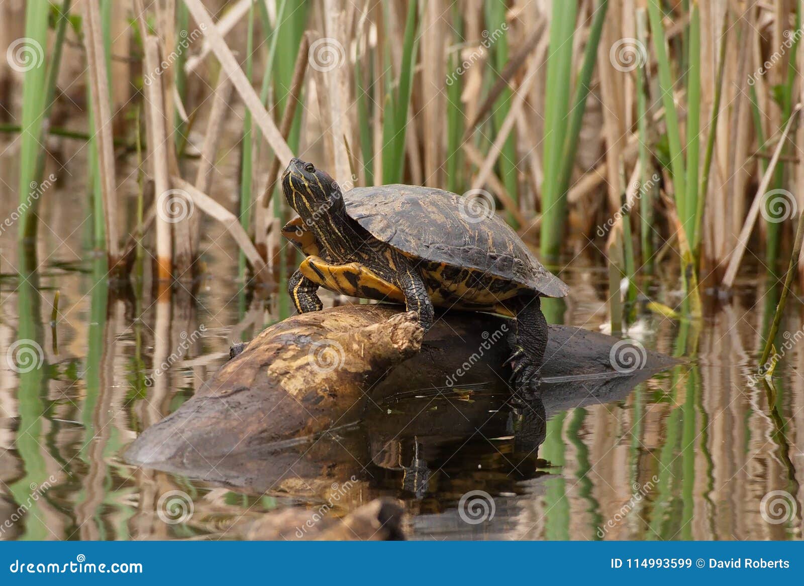 Red-eared Slider Trachemys Scripta Elegans Stock Image - Image of ...