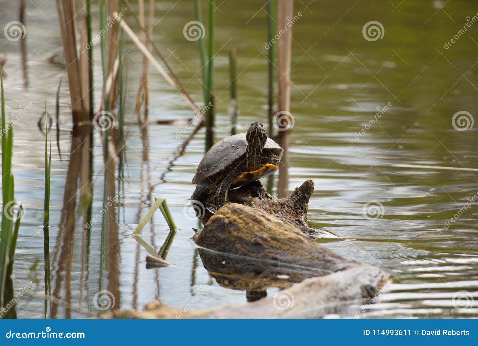 Red-eared Slider Trachemys Scripta Elegans Stock Image - Image of ...