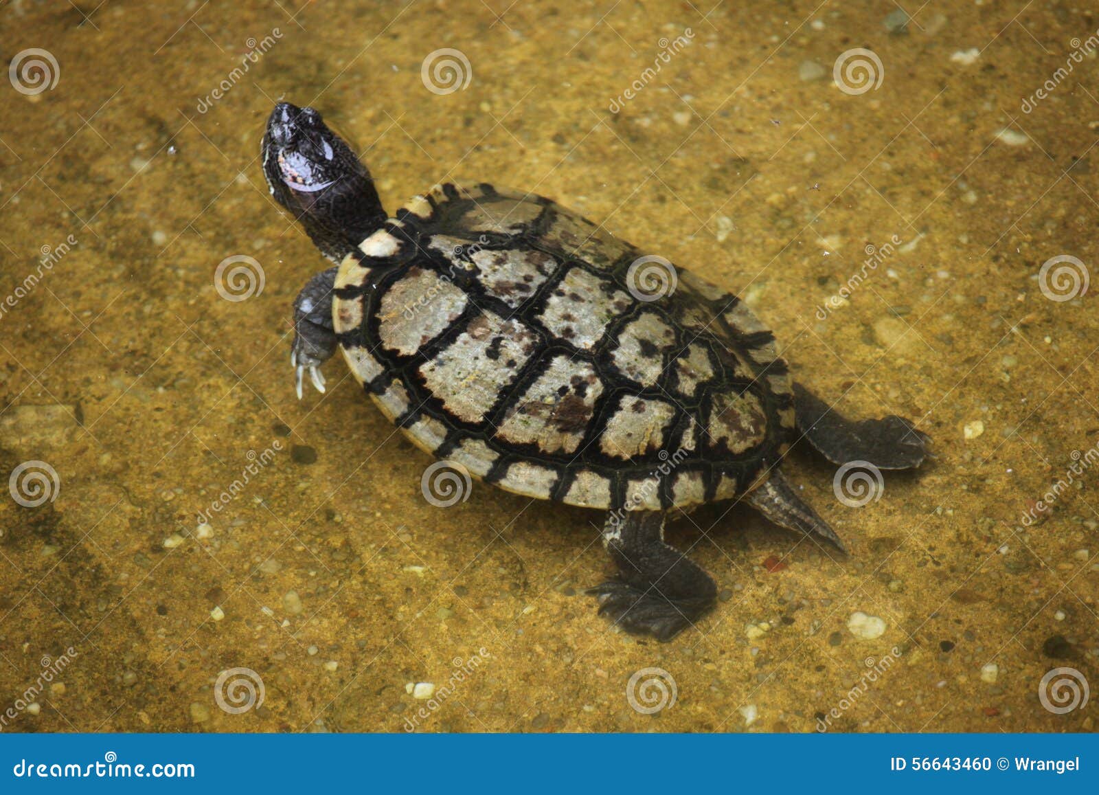 Red-eared Slider (Trachemys Scripta Elegans). Stock Photo - Image of ...