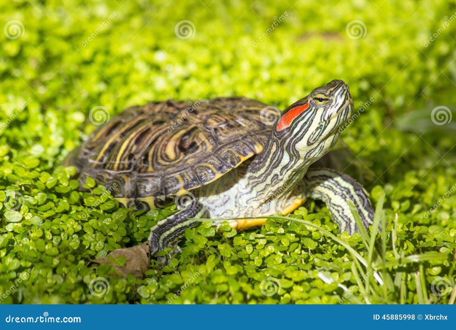 Red Eared Slider - Trachemys Scripta Elegans Turtle Stock Photo - Image ...