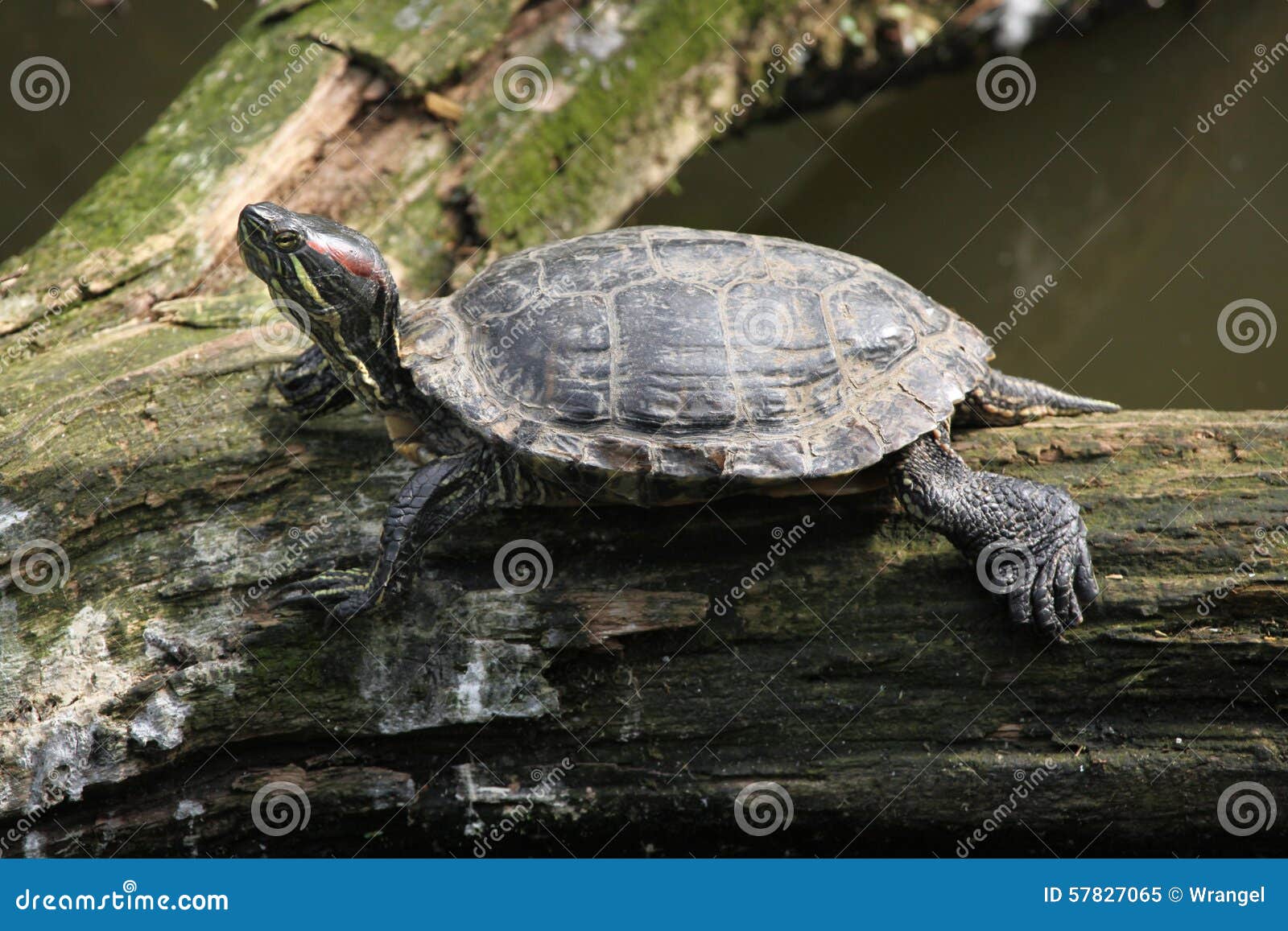 Red-eared Slider - Trachemys Scripta Elegans Royalty-Free Stock ...