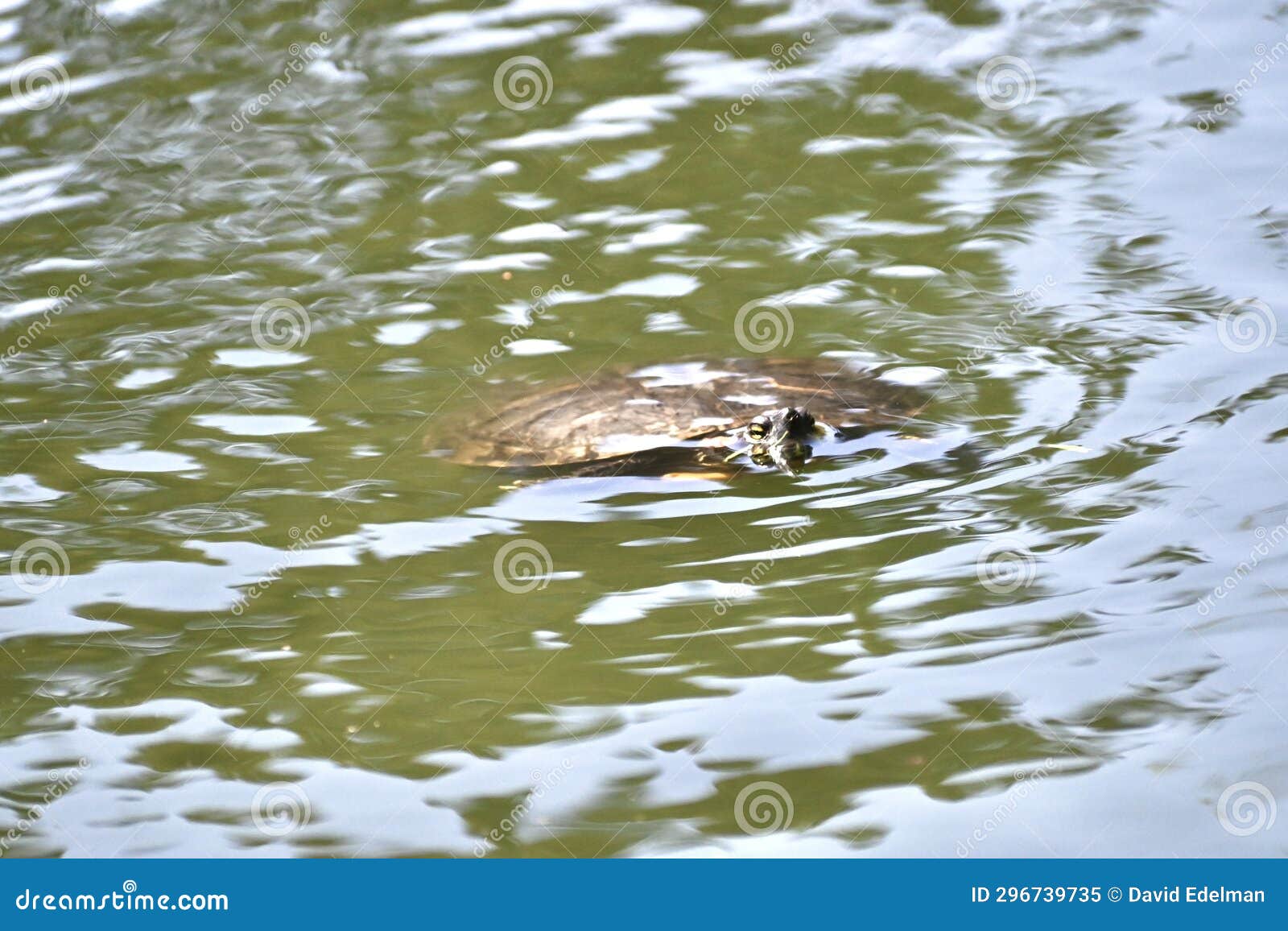 Red Eared and Yellow Bellied Slider Turtles Swimming 29 Stock Image ...