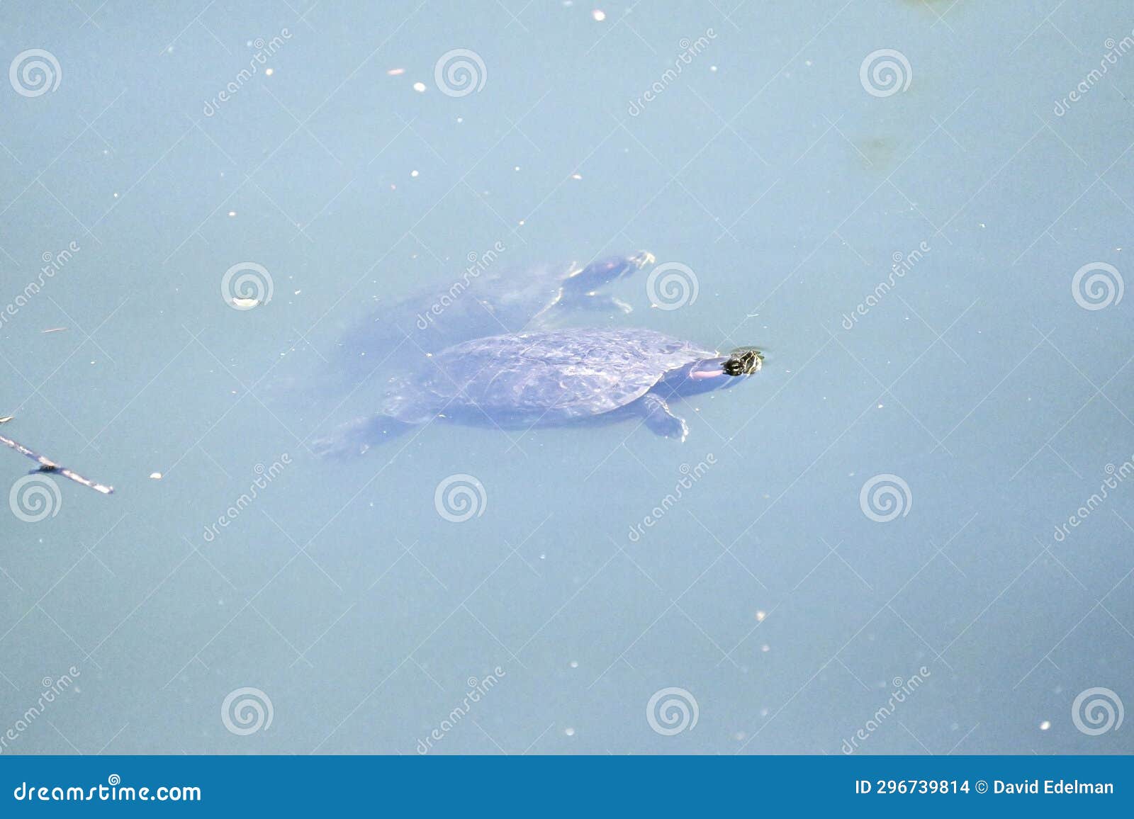 Red Eared and Yellow Bellied Slider Turtles Swimming 9 Stock Photo ...