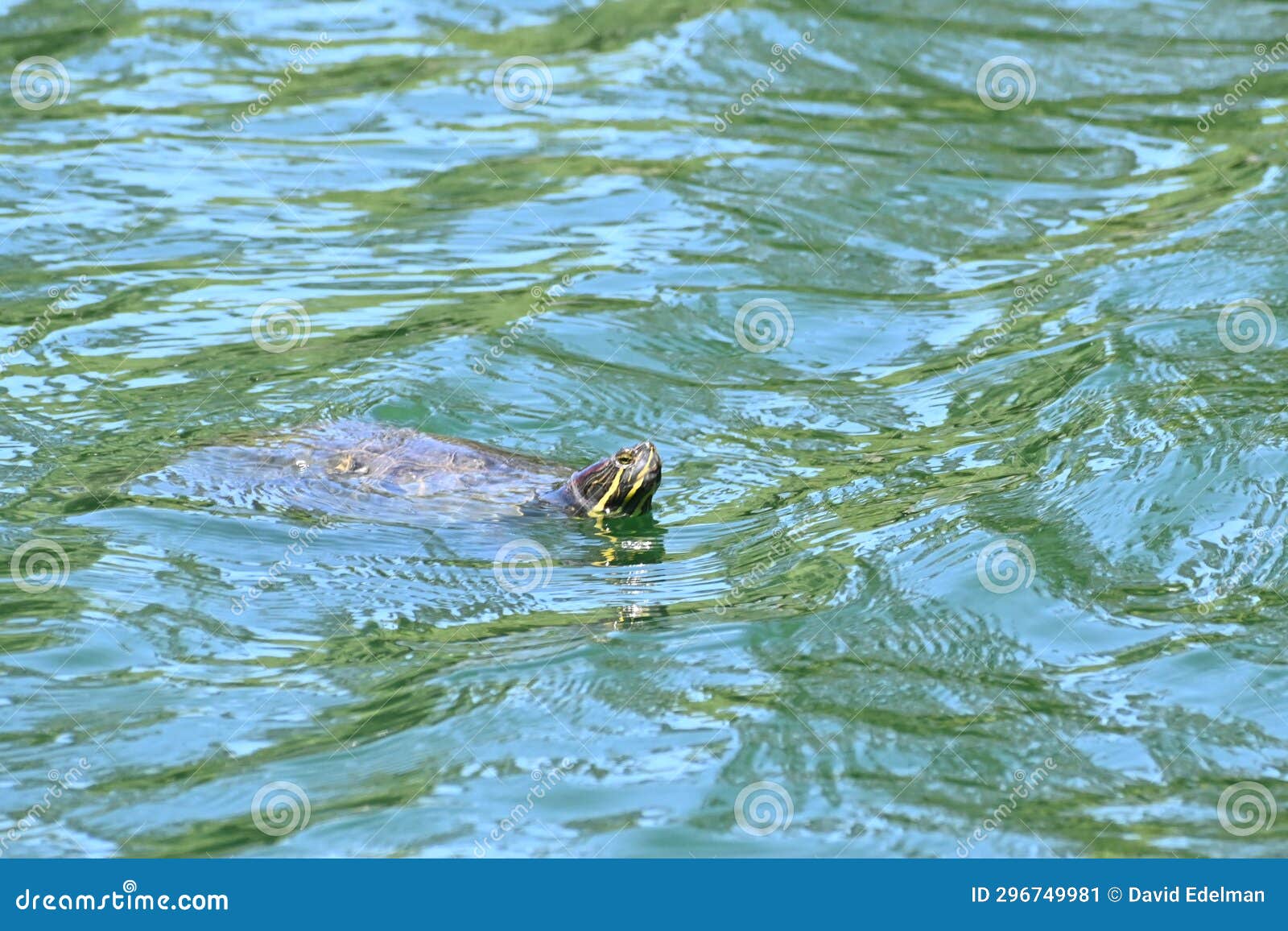 Red Eared and Yellow Bellied Slider Turtles Swimming 40 Stock Image ...