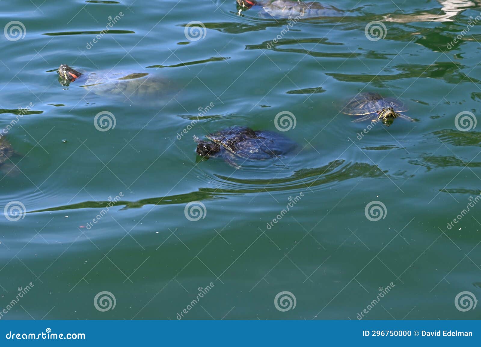 Red Eared and Yellow Bellied Slider Turtles Swimming 37 Stock Photo ...