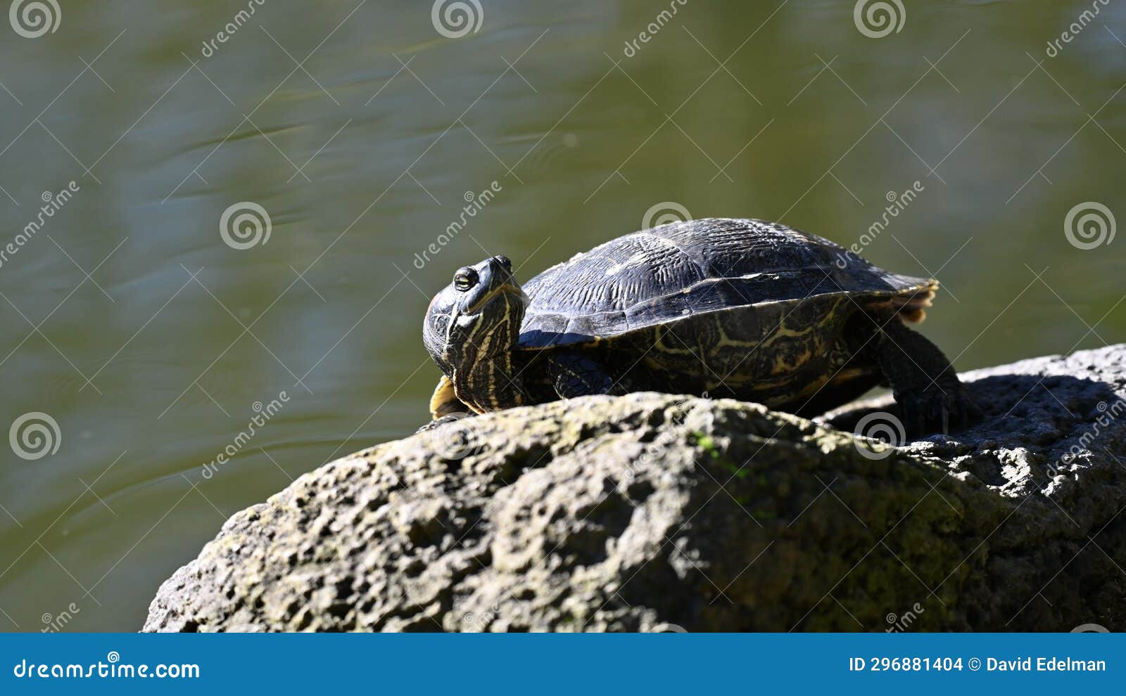Red Eared and Yellow Bellied Slider Turtles Sunning Stow Lake Golden ...