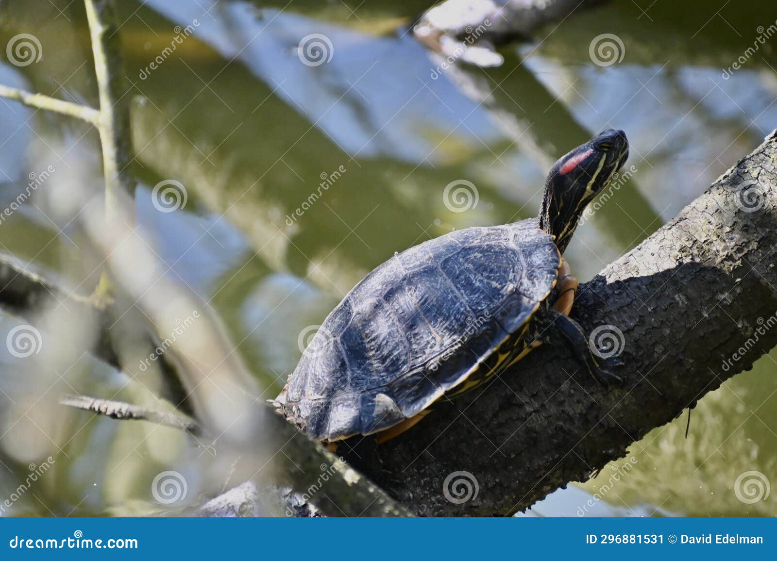 Red Eared and Yellow Bellied Slider Turtles Sunning Stow Lake Golden ...