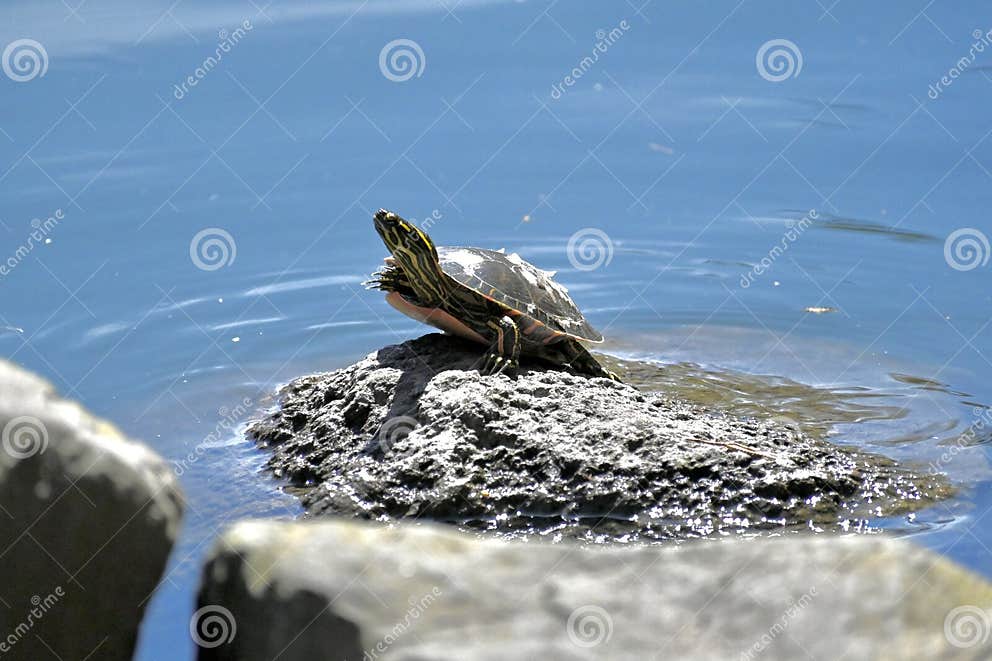 Red Eared and Yellow Bellied Slider Turtles Sunning Stow Lake Golden ...