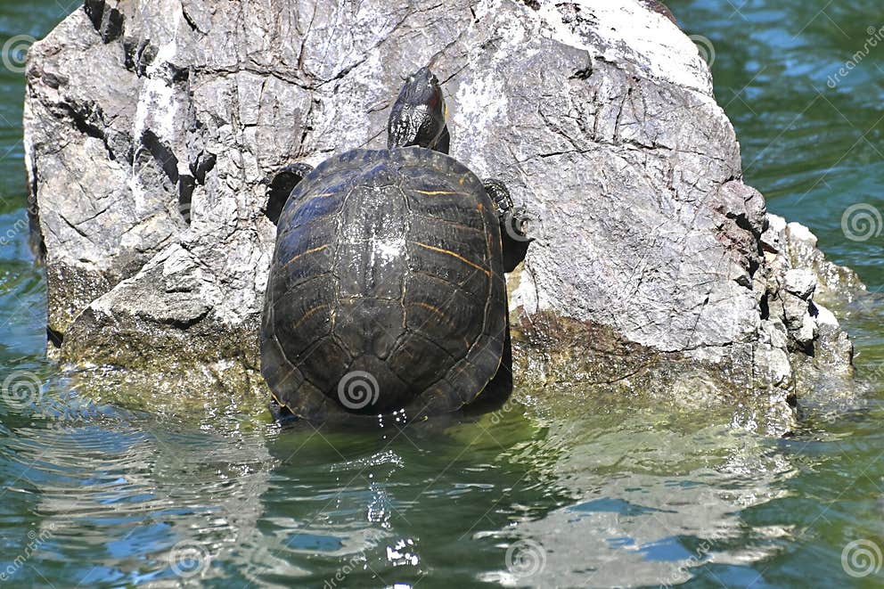Red Eared and Yellow Bellied Slider Turtles Sunning Stow Lake Golden ...