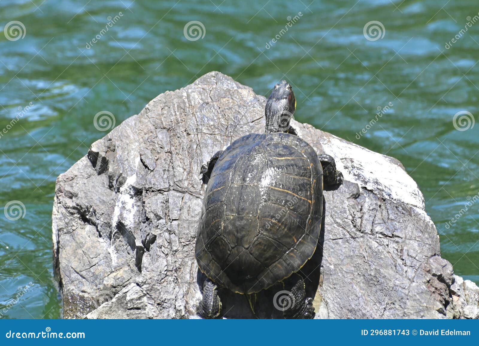 Red Eared and Yellow Bellied Slider Turtles Sunning Stow Lake Golden ...