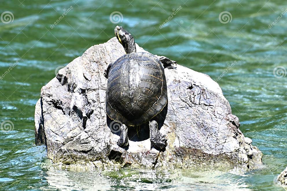 Red Eared and Yellow Bellied Slider Turtles Sunning Stow Lake Golden ...
