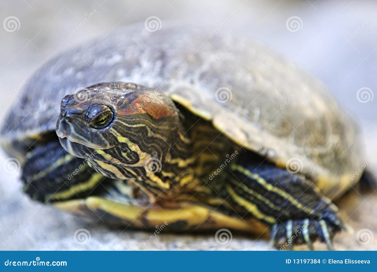 Red eared slider turtle stock photo. Image of sitting - 13197384