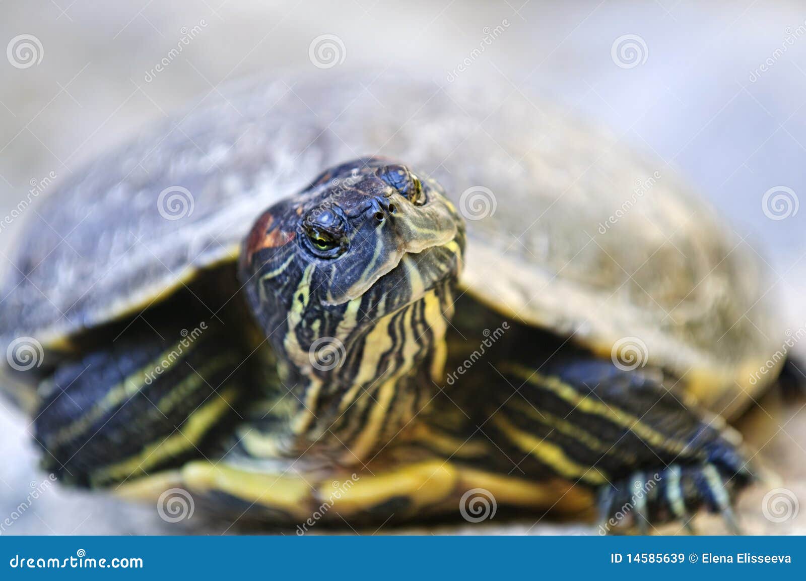Red eared slider turtle stock image. Image of armor, close - 14585639