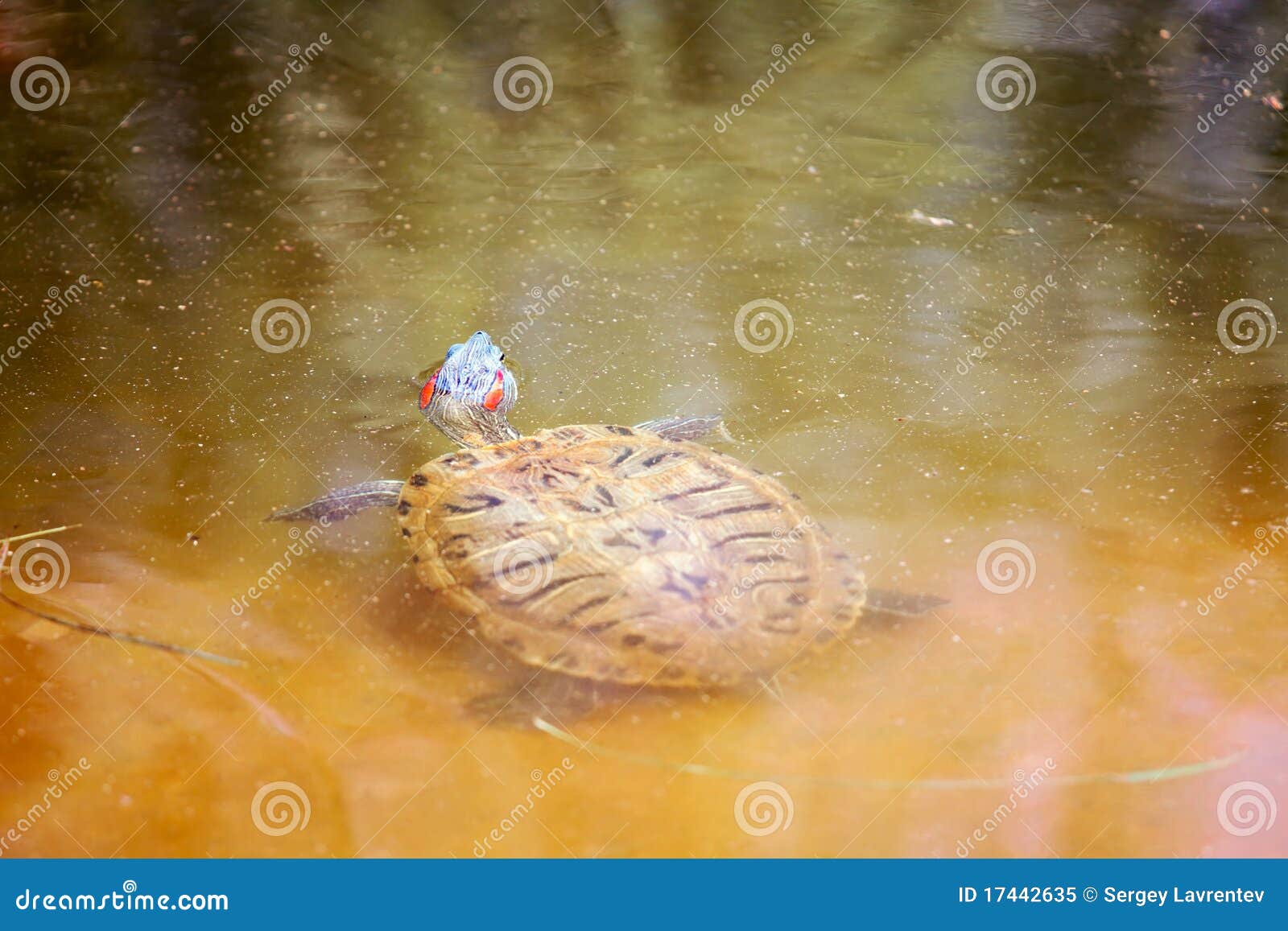 Red Eared Slider Turtle Royalty-Free Stock Photography | CartoonDealer ...