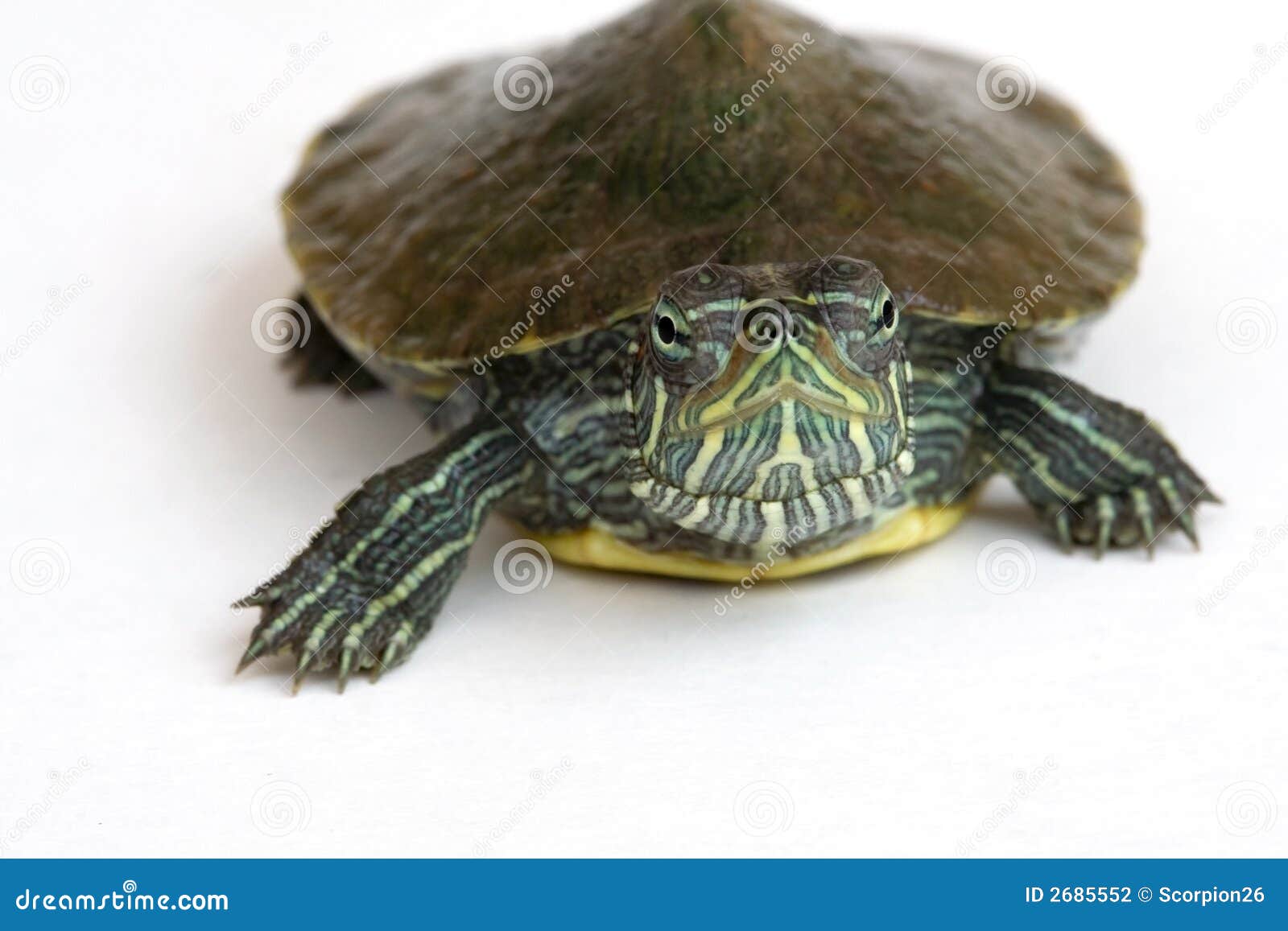 Red-eared Slider Turtle Or Trachemys Scripta Elegans Reptile Is Resting ...