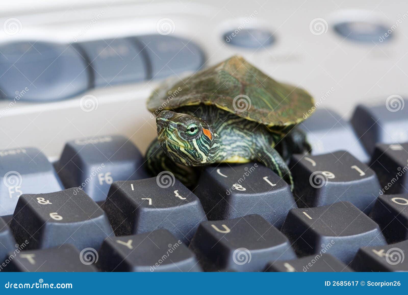 Red-eared slider turtle stock image. Image of animal, turtle - 2685617