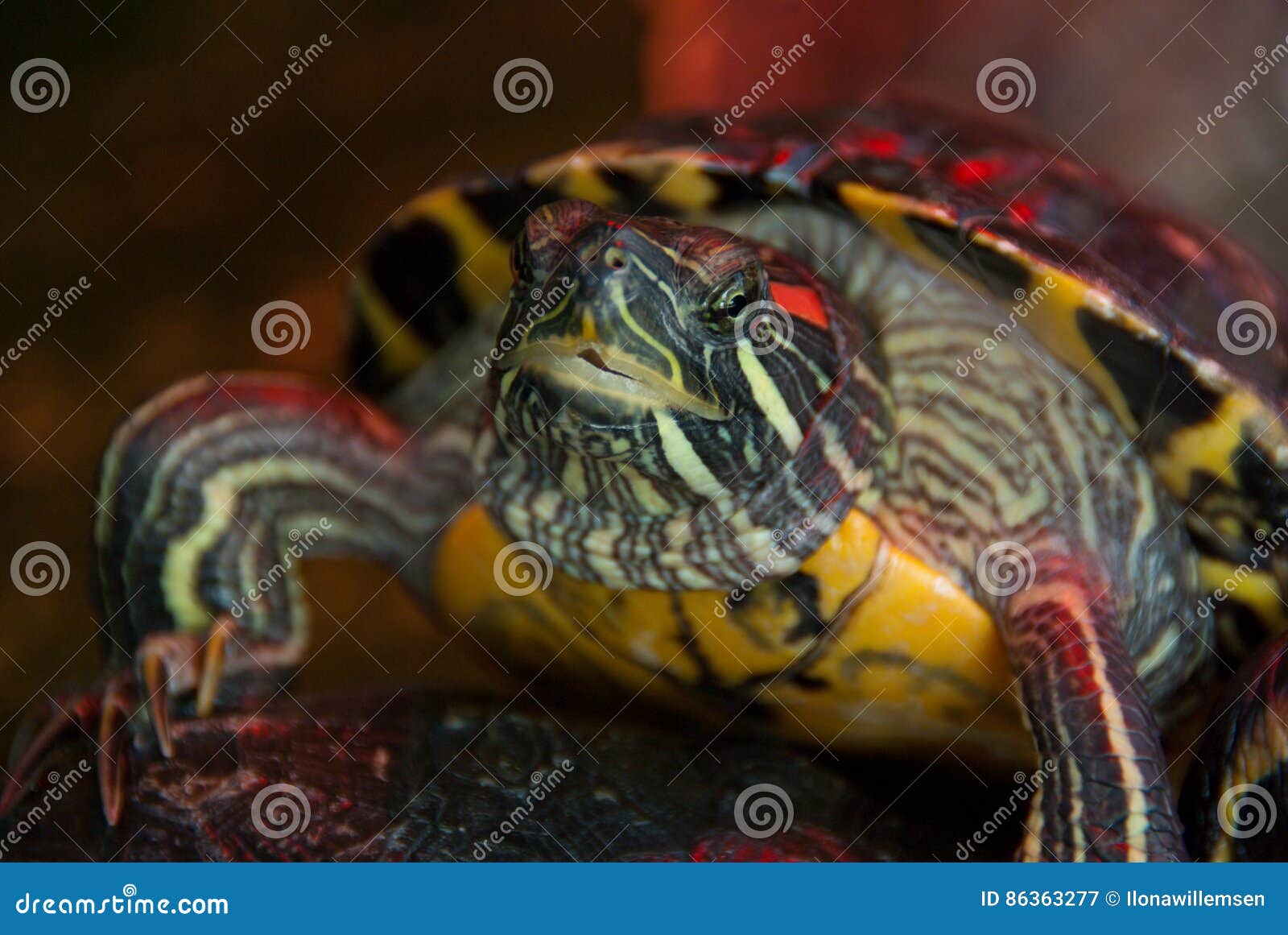 Red-eared slider turtle stock image. Image of breeding - 86363277