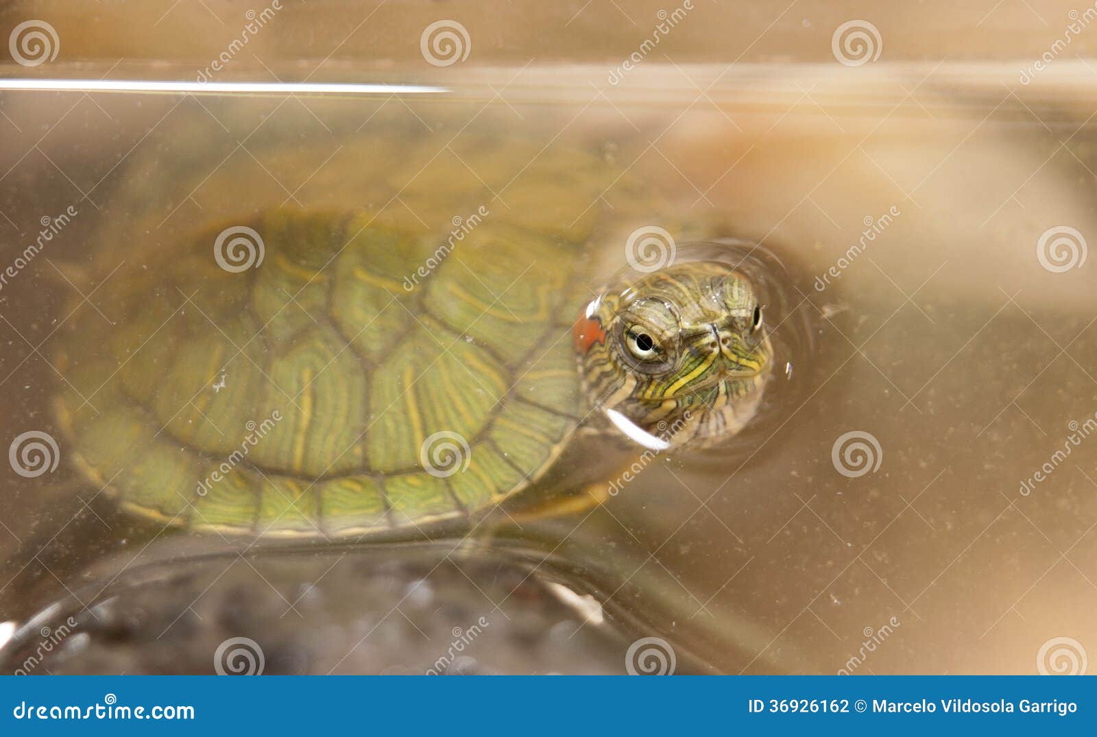 Red Eared Slider Turtle stock photo. Image of redeared - 36926162